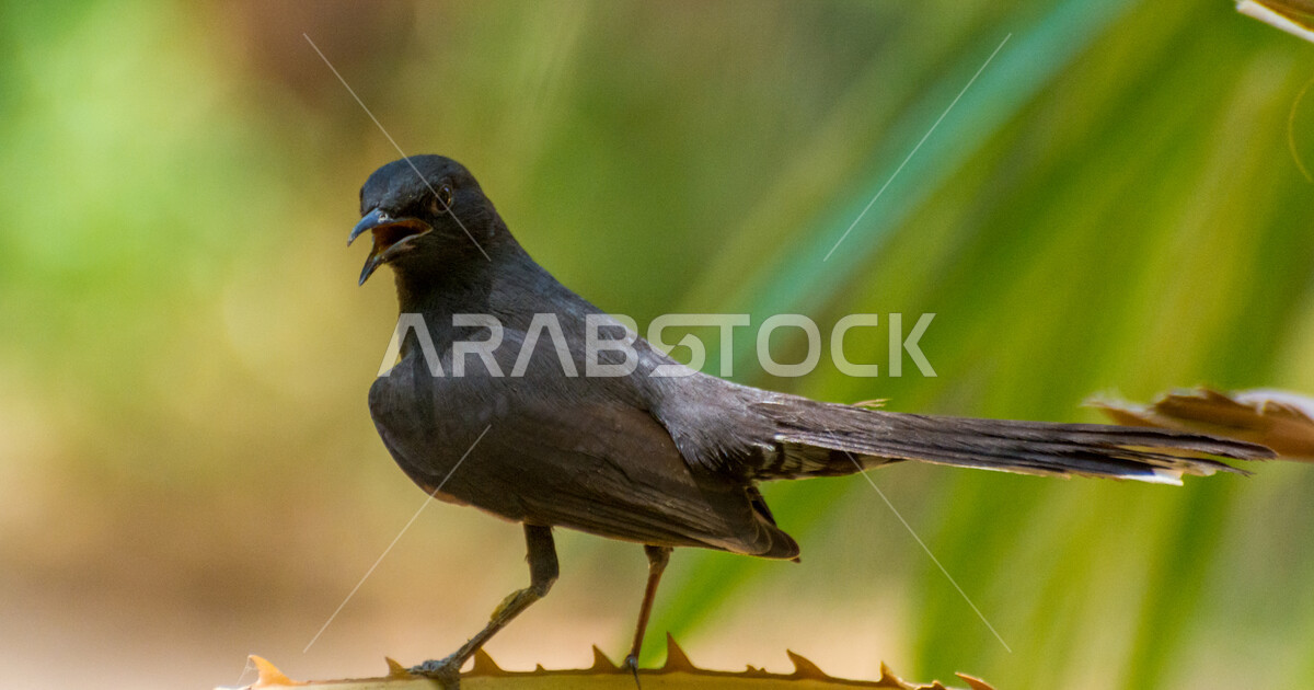 Black robins, wild birds, blurred background of a nature reserve, black robin - Photo #67124 ...