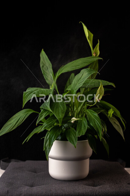 Natural green plants inside the pot, house plants for decoration ...