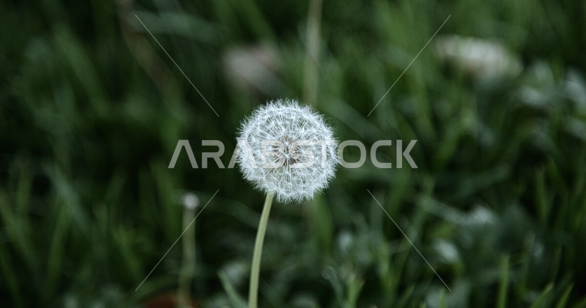 Close-up of dandelion flower, green trees and plants, scenic nature ...