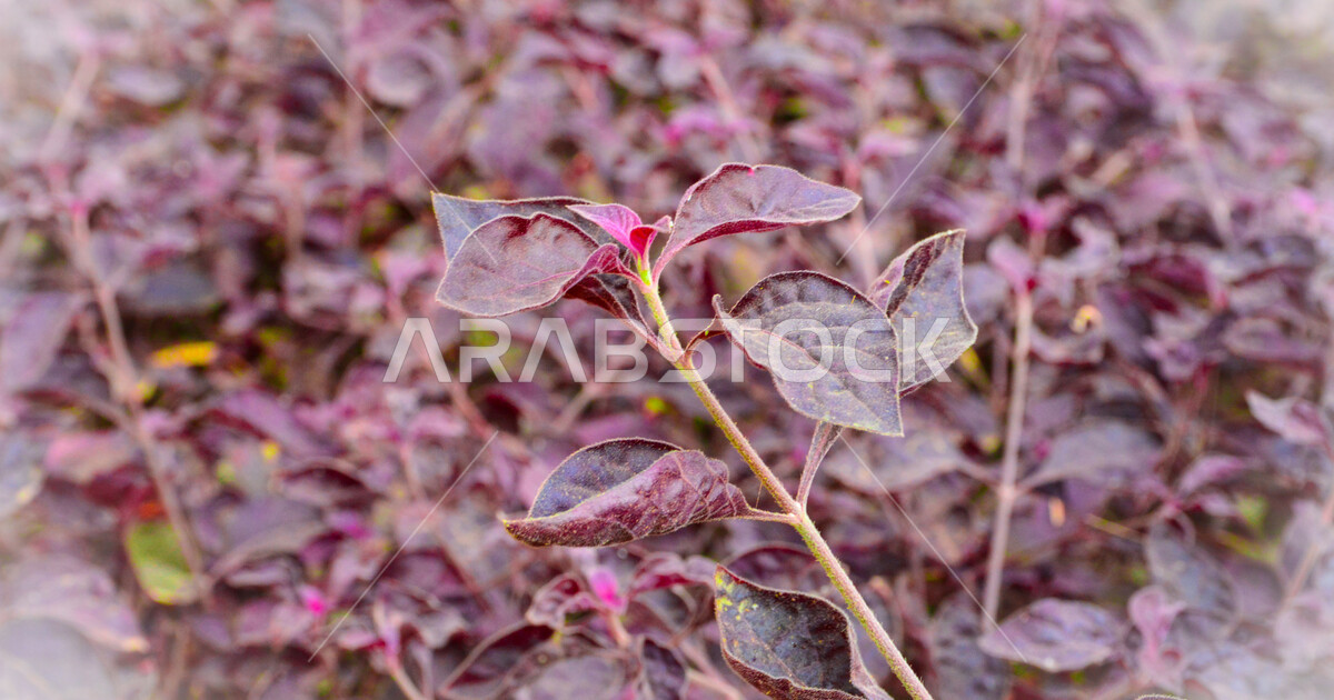 Close-up of purple maroon leaves, nature background, maroon tree leaves ...
