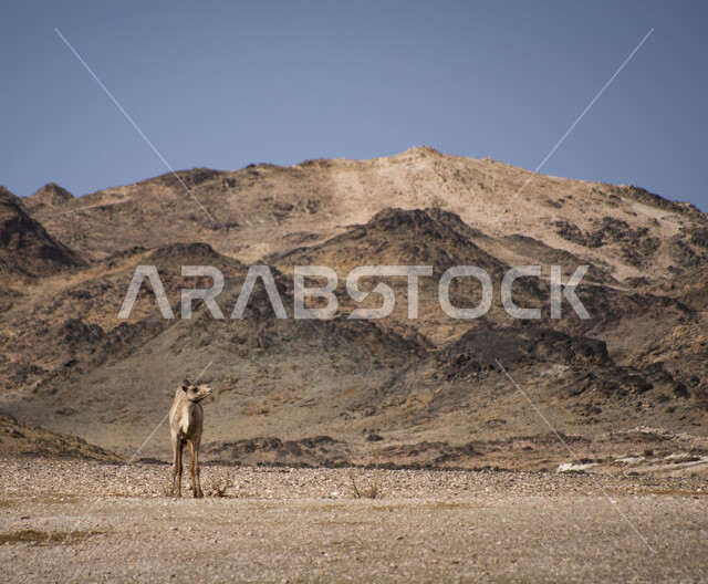 Desert areas, golden sands of the desert, desert nature, desert terrain ...