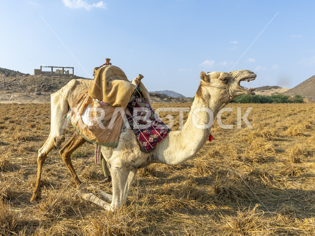 Breeding camels in wild reserves in the Kingdom of Saudi Arabia, a ...