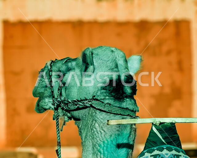 Close up of camel animal in green, rearing camels and camels, animal ...