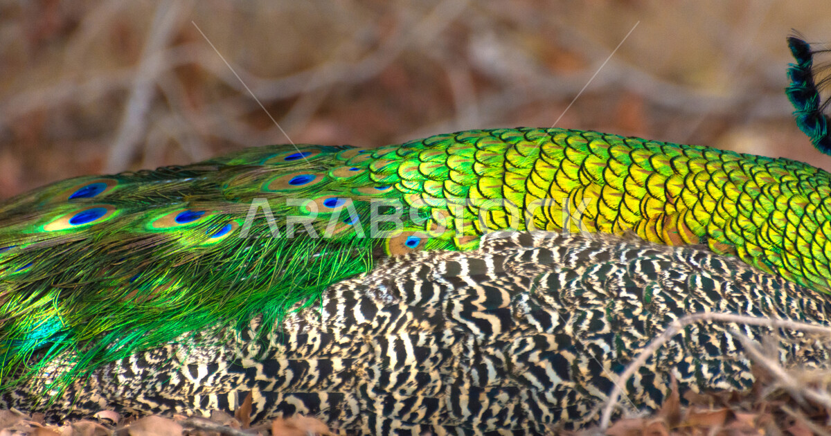 Close-up of a peacock bird, nature reserve, colorful peacock feathers ...