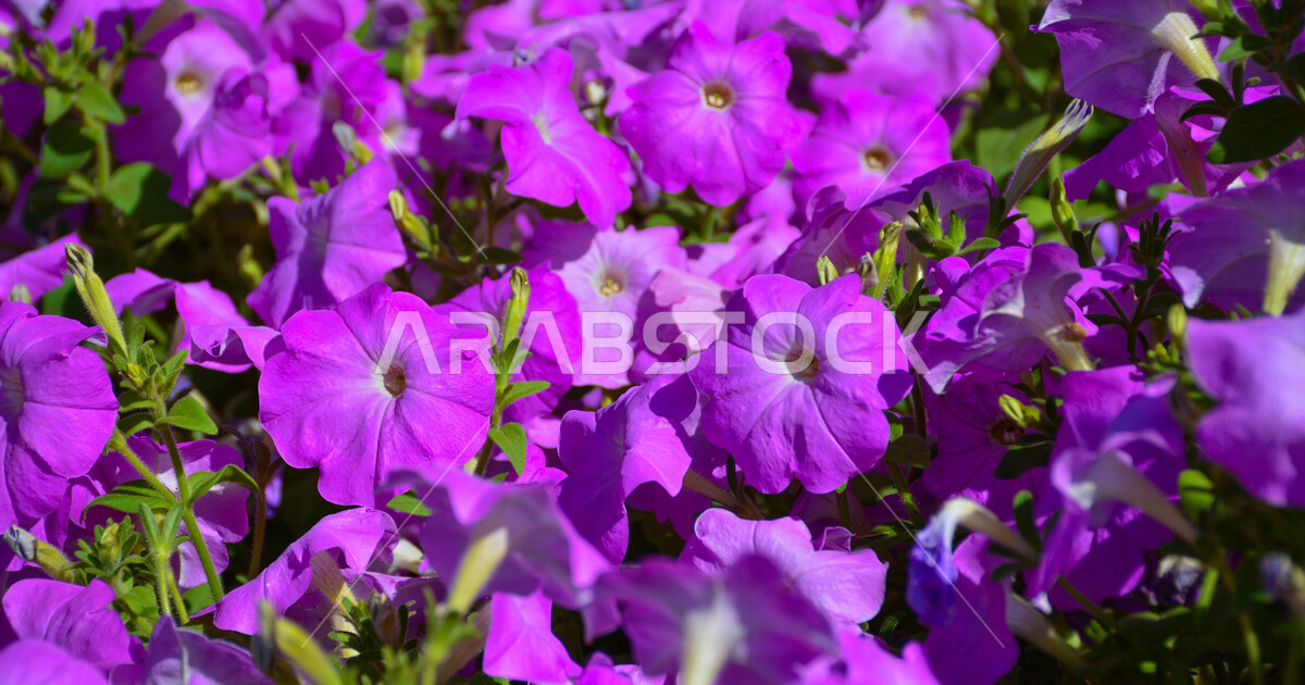 صورة مقربة لأزهار البطونية الجميلة ، أزهار بنفسجية اللون ، خلفية ...