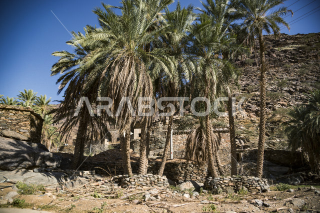 The Arabian desert and the scenic landscapes of the Kingdom of Saudi ...