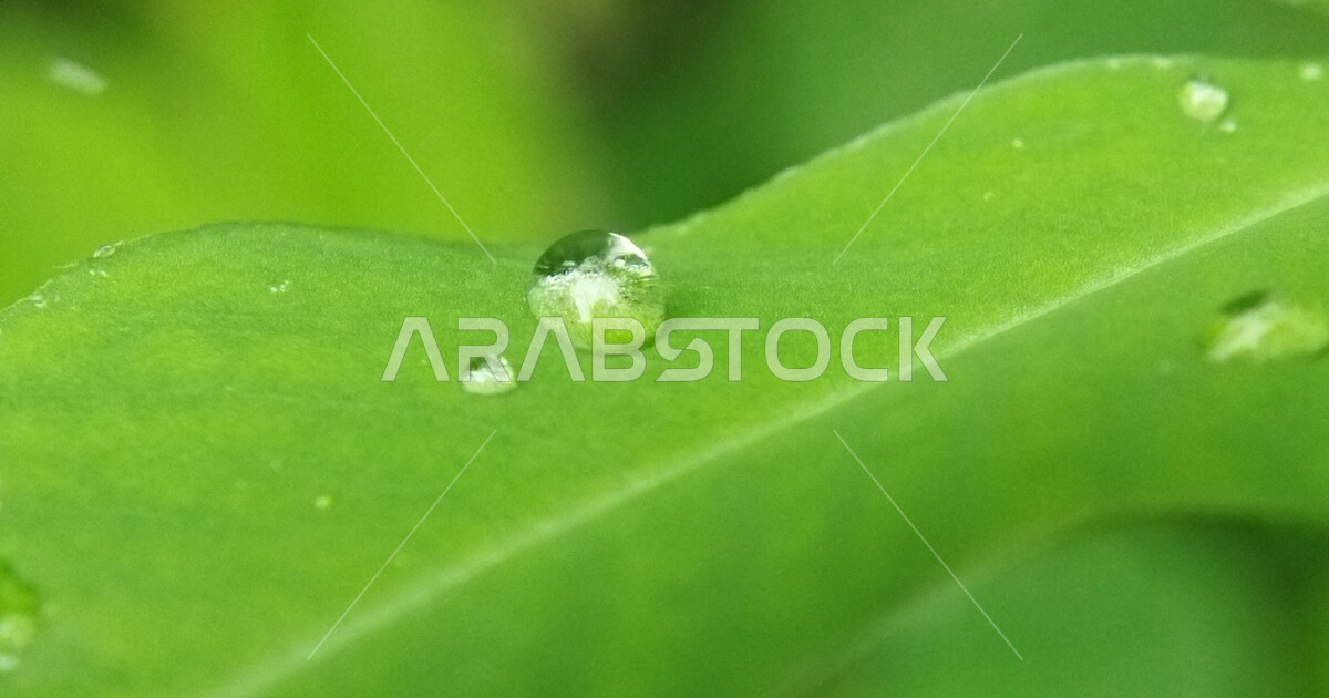 Close-up of a dew drop on leaves of trees and green plants, raindrops ...