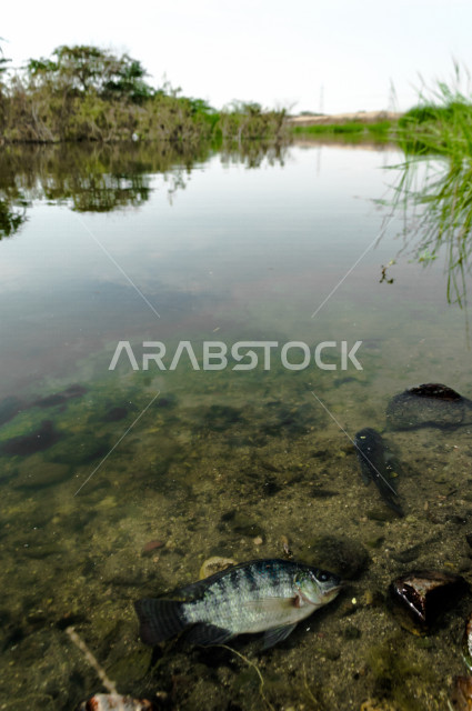Environmental pollution in the Green Valley, Jeddah, the destruction of ...