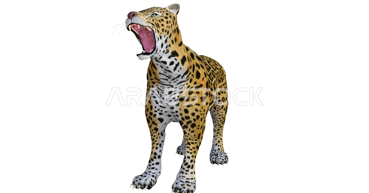 حيوان النمر معزول على خلفية بيضاء ، حيوان الجاكوار ، حيوان بري مفترس ...