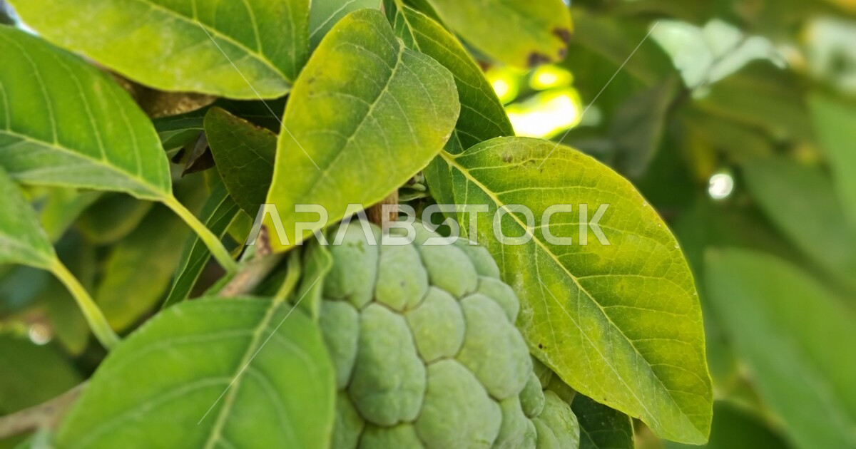 صورة مقربة لفاكهة القشطة المعلقة على شجرة القشطة الخضراء ، ثمرة نبات ...