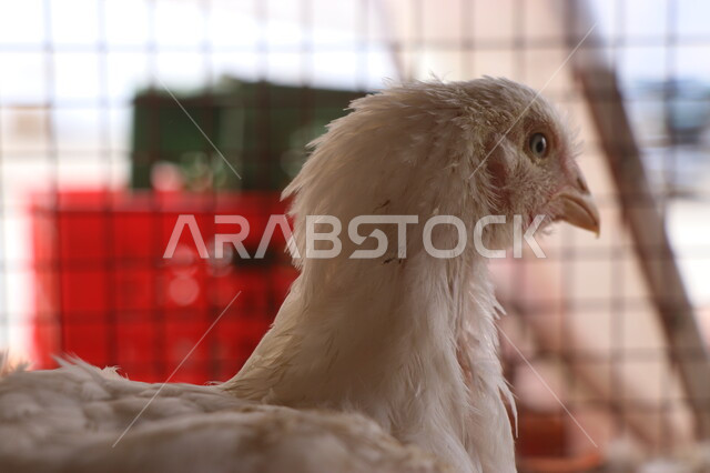 A farm for raising birds and poultry in one of the farms of the Kingdom ...