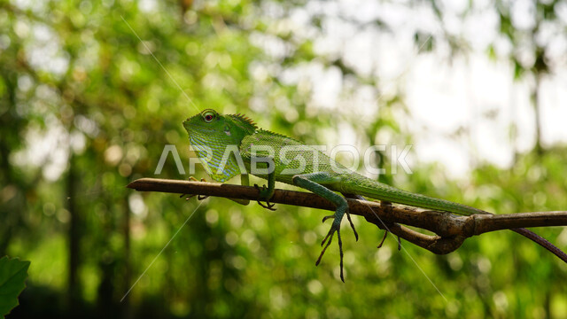 A close-up of a green chameleon standing on a tree branch, crawling ...