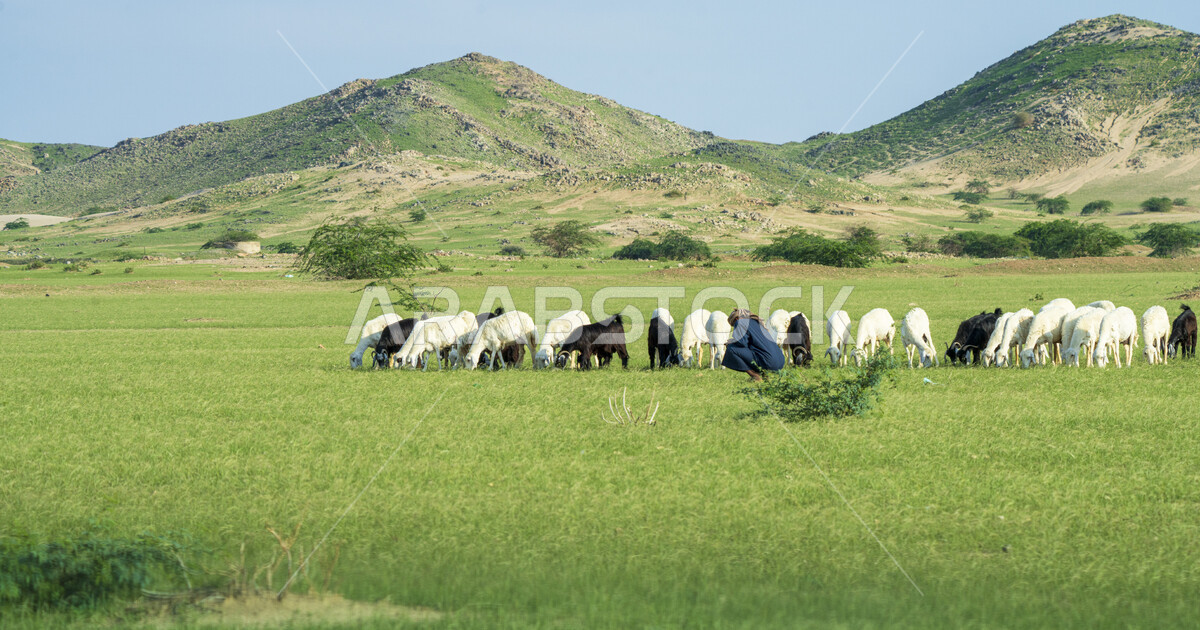 A flock of sheep in green pastures in the Kingdom of Saudi Arabia ...
