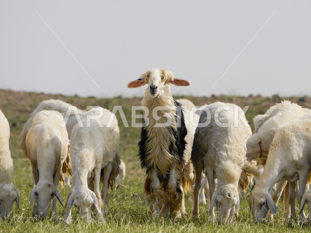 A flock of sheep in green pastures in the Kingdom of Saudi Arabia ...