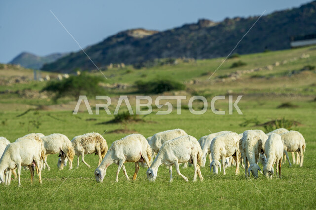 A flock of sheep in green pastures in the Kingdom of Saudi Arabia ...