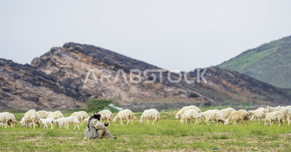 A flock of sheep in green pastures in the Kingdom of Saudi Arabia ...