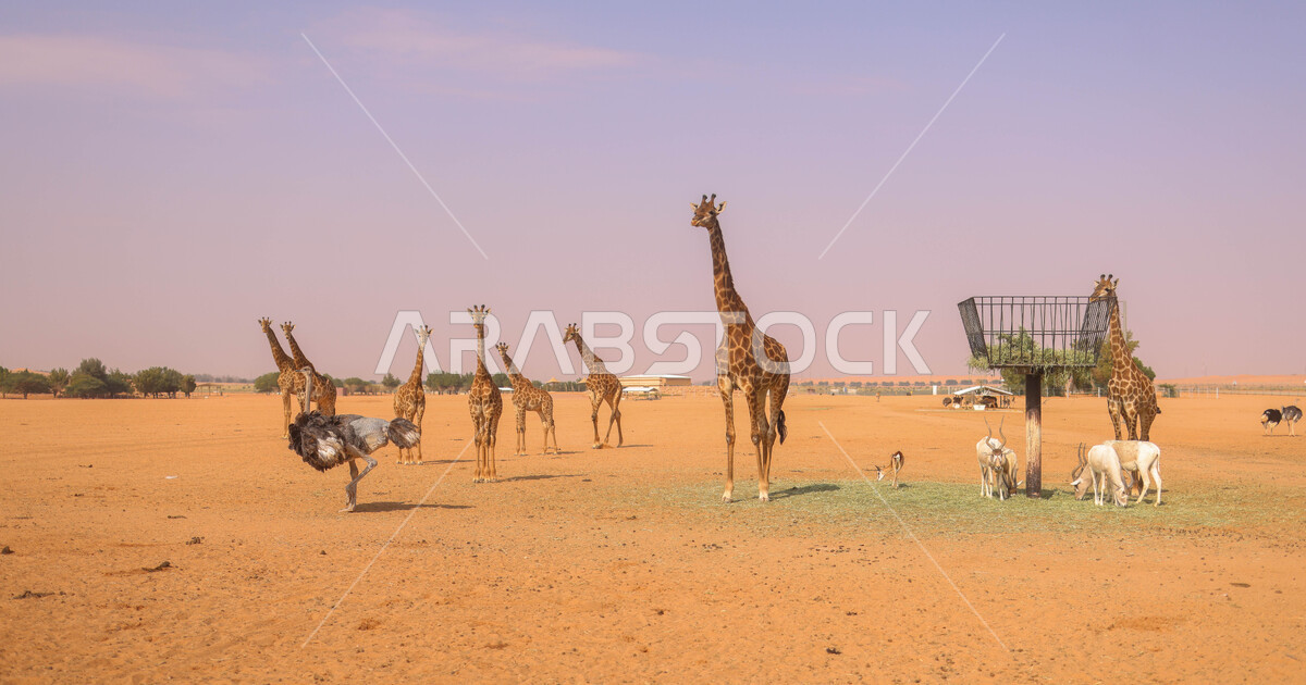 A group of wild animals in one of the nature reserves in the Kingdom of ...