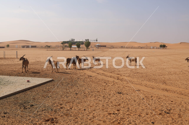 A group of Arabian Oryx animals in a nature reserve in the Kingdom of ...
