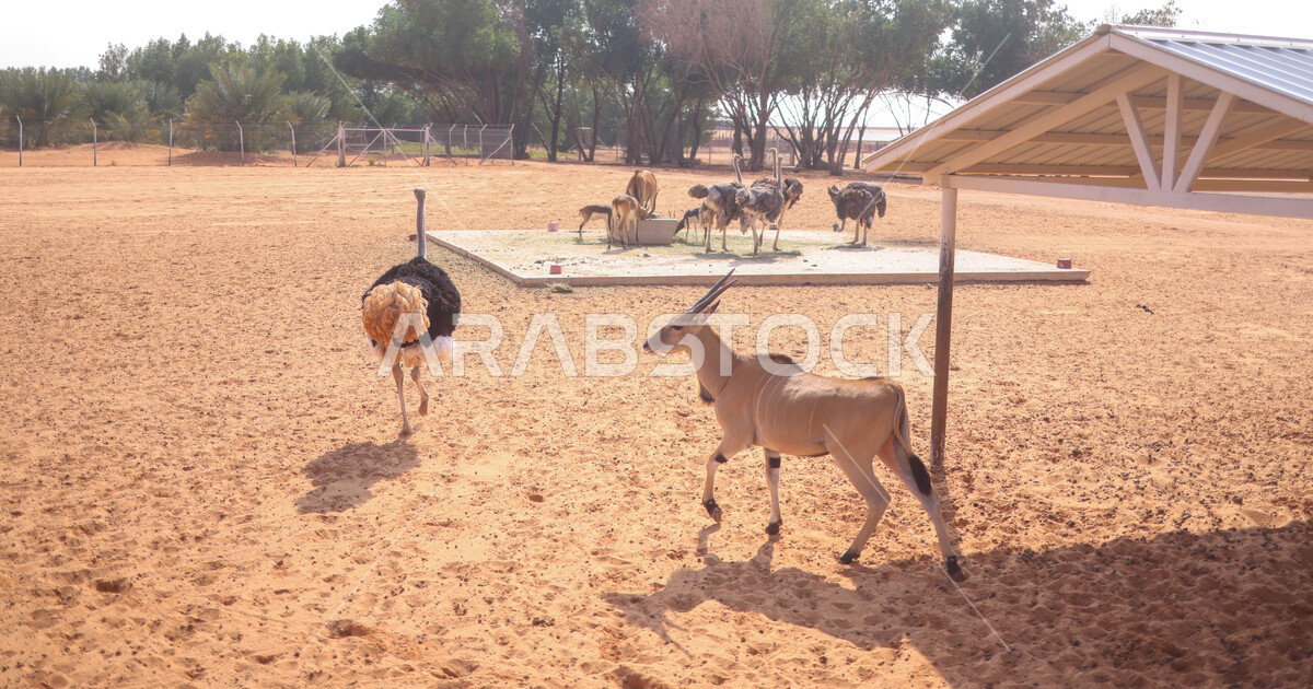 A group of wild animals in one of the nature reserves in the Kingdom of ...