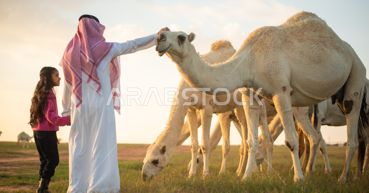 A Saudi Gulf Arab family spends fun times, a herd of camels and camels ...
