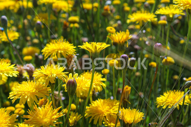 Natural yellow flowers, yellow flowers, nature, aromatic flower ...