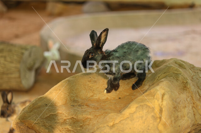 Silver fox rabbit in a nature reserve in the Kingdom of Saudi Arabia, a ...