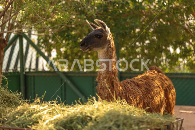 Llama animal in a nature reserve in the Kingdom of Saudi Arabia, a ...