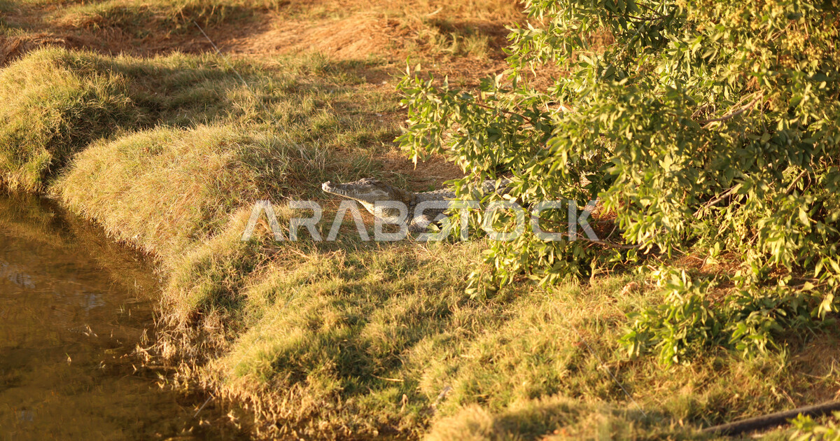 Crocodile animal in a nature reserve in the Kingdom of Saudi Arabia, a ...
