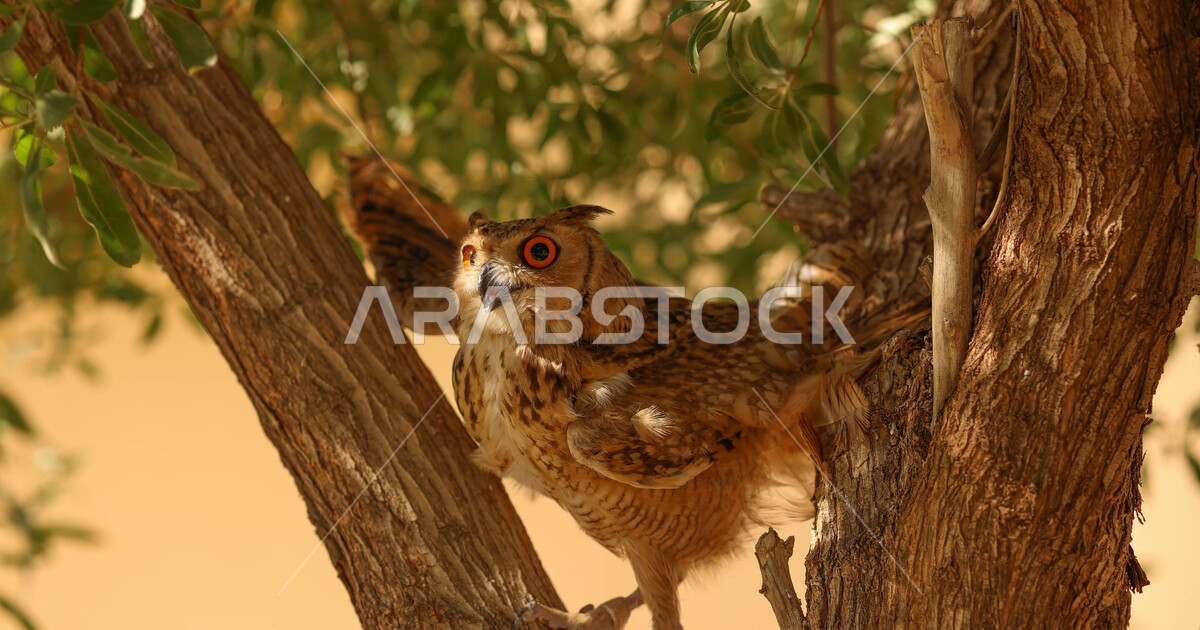 Owl bird, visual acuity, birds of prey, hunting trips, breeding and ...