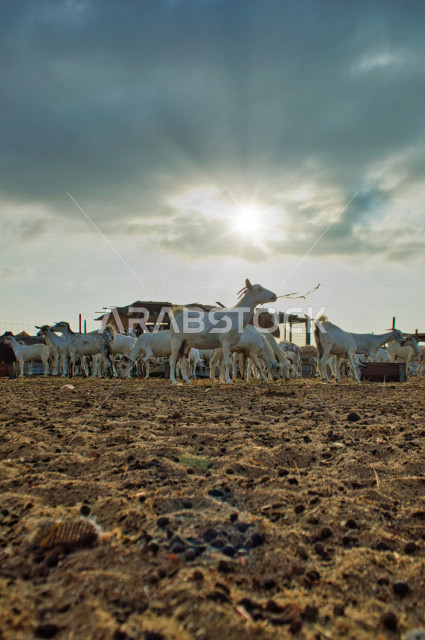 Goats on the farms of the Kingdom of Saudi Arabia, farms for animal ...