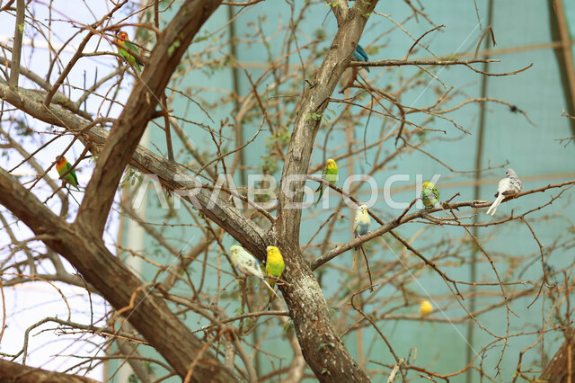 A group of birds in a nature reserve, bird farms in the Kingdom, zoo ...