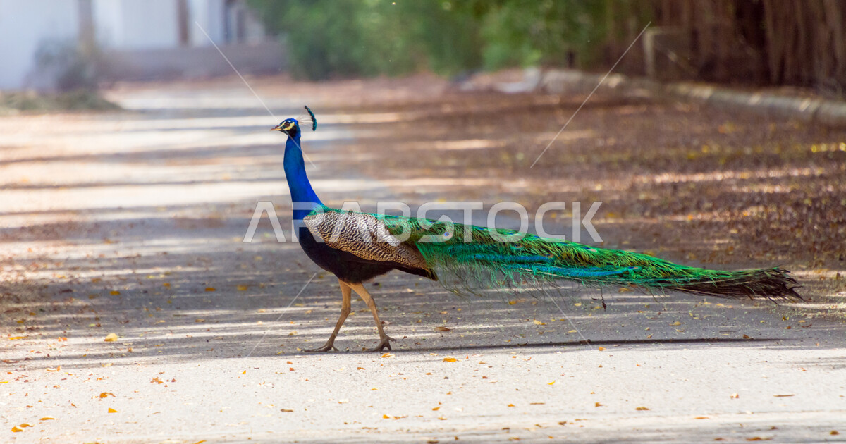طائر الطاووس في محمية طبيعية ، طائر الطاووس الجميل - صورة #74931 ...