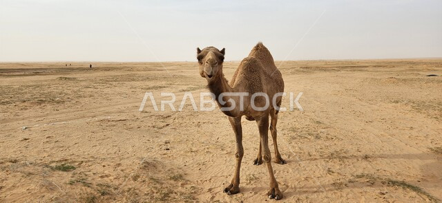 Camel animal in a nature reserve in desert areas, breeding camels and ...