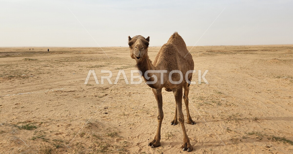 Camel animal in a nature reserve in desert areas, breeding camels and ...