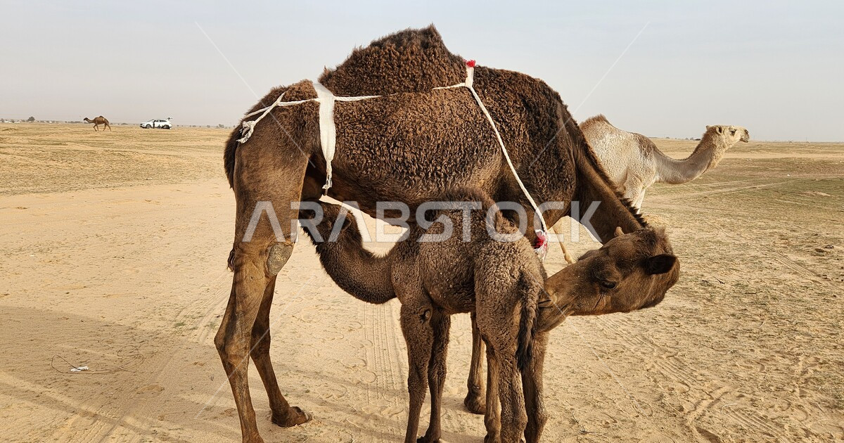الجمال والابل في محمية طبيعية بالمناطق الصحراوية، تربية الجمال والإبل ...
