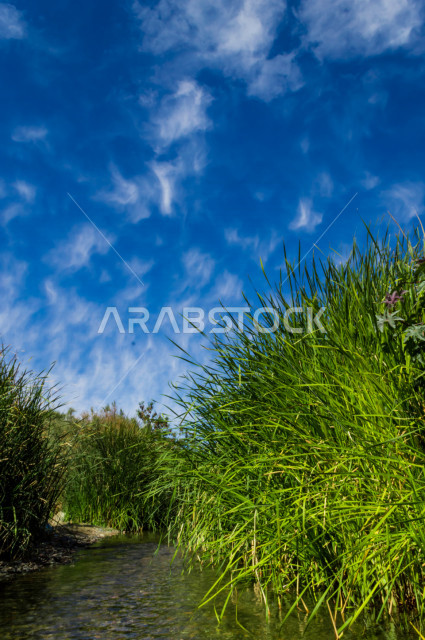 The beauty of nature for the pure water current in Wadi Waj in Taif ...