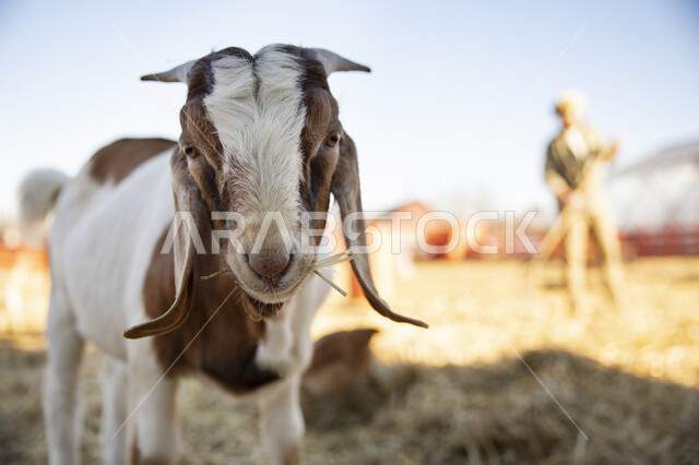 Close-up of a goat on a cattle farm, goat breeding nature reserve ...