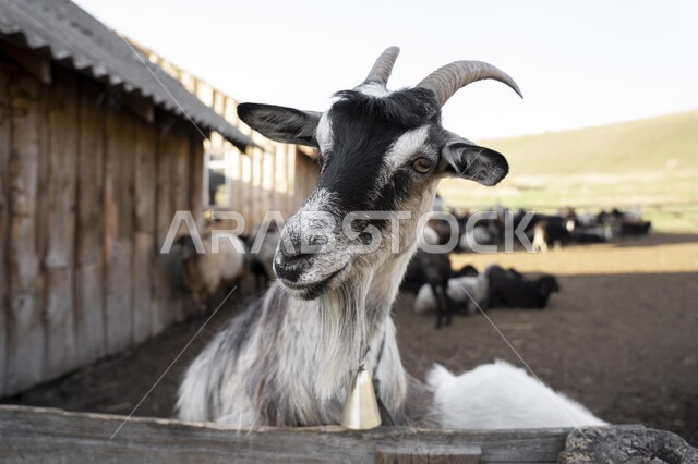 Close-up of a goat on a cattle farm, goat breeding nature reserve ...