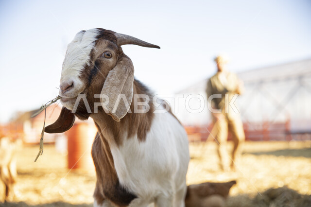 Close-up of a goat on a cattle farm, goat breeding nature reserve ...