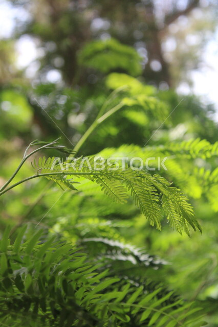 Green trees and plants, green nature, green leaves, landscapes, nature ...