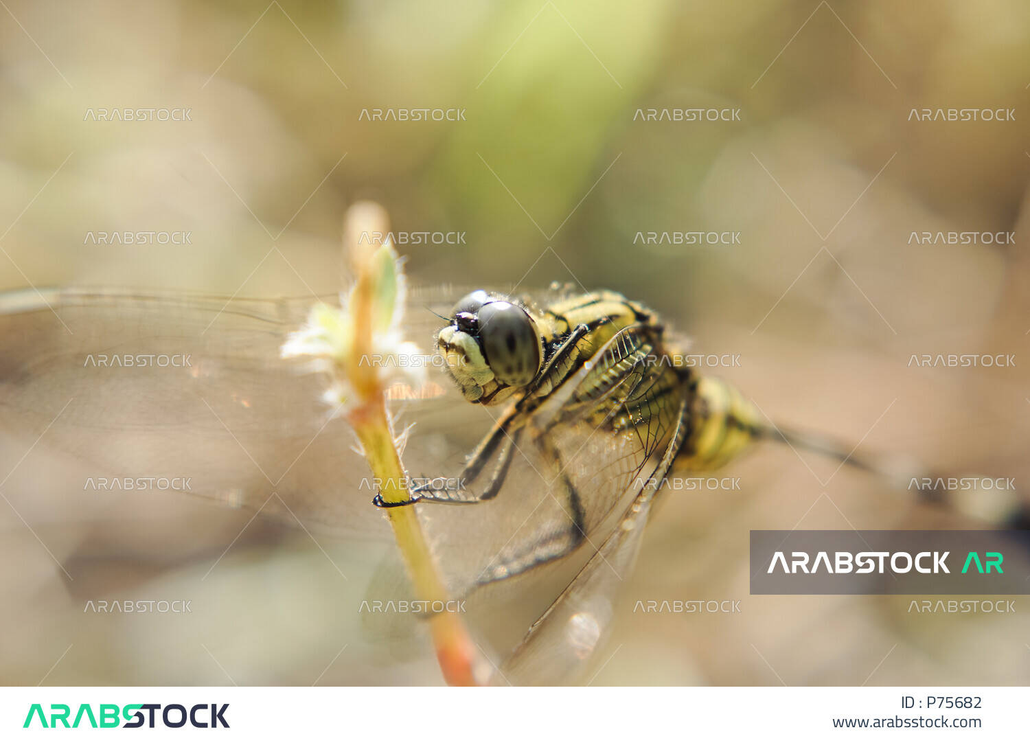 Close-up of a dragonfly insect, flying insect, dragonfly wings - Photo ...