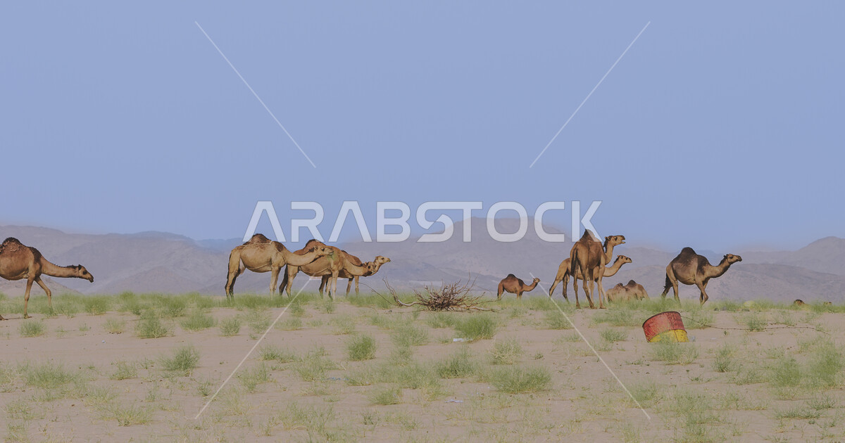 Camel in the desert of Saudi Arabia, caravans of camels in a wild ...