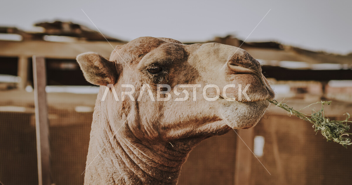 Camel in the desert of Saudi Arabia, caravans of camels in a wild ...