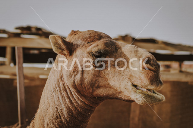 Camel in the desert of Saudi Arabia, caravans of camels in a wild ...