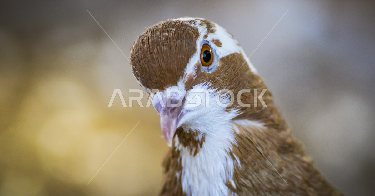 Varieties of pigeons in the farms of the Kingdom of Saudi Arabia, bird ...