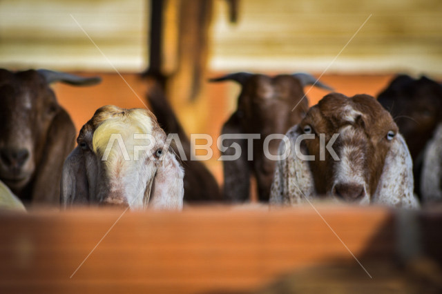 Goats on the farms of Saudi Arabia, farms for animal husbandry - Photo ...