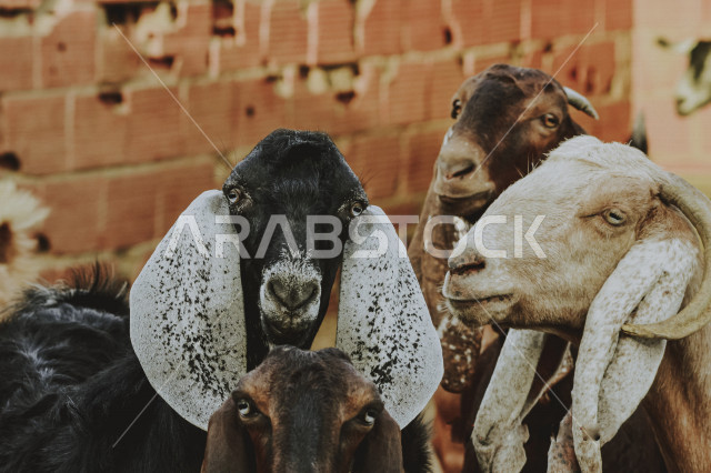 Goats on the farms of Saudi Arabia, farms for animal husbandry - Photo