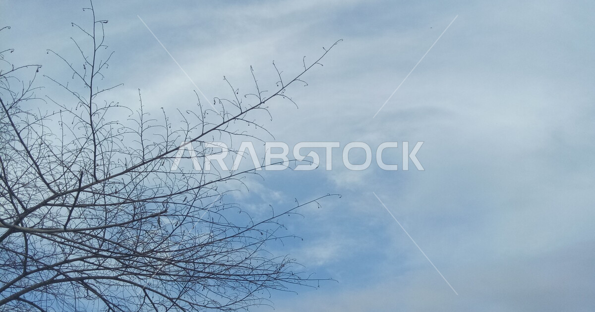 Dry tree branches, leafless branches, nature background, blue sky ...