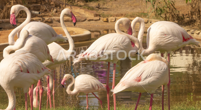 group of pink flamingos in the zoo, nature background, flamingo, long ...