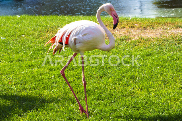 pink flamingo in zoo, nature wallpaper, flamingo, long legs, nature ...